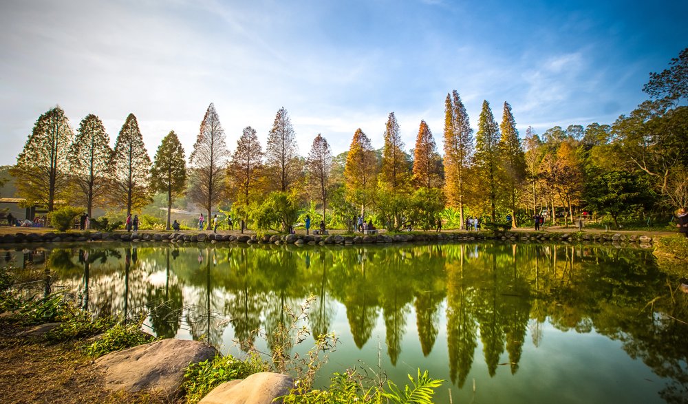 Taiwanese Cypress Trees (北埔六塘落羽松) — Josh Ellis Photography