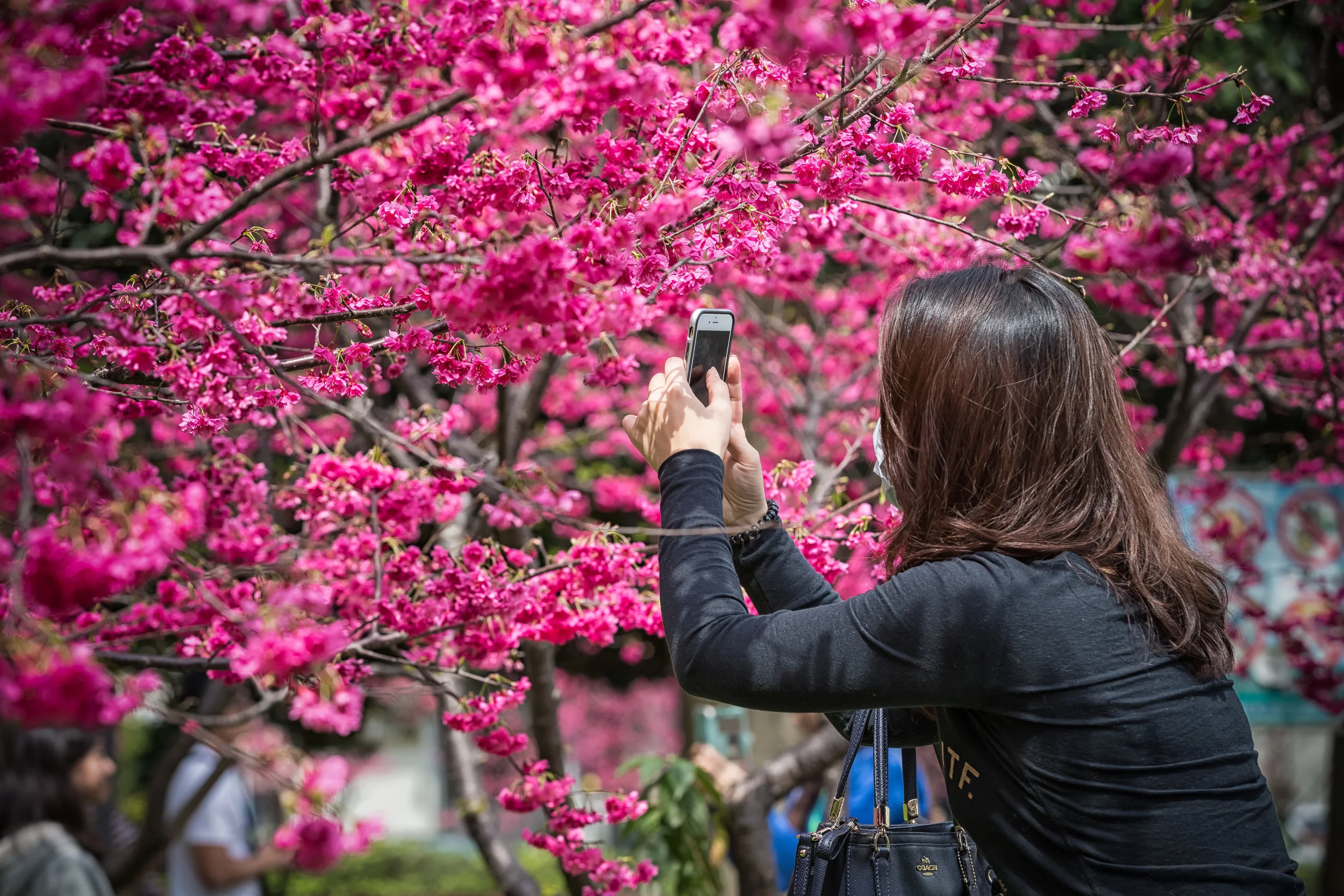 Taiwan Cherry Blossom Guide (臺灣櫻花地圖) — Josh Ellis Photography