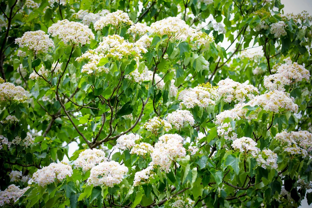 Tung Blossoms 2019 (客家桐花祭) — Josh Ellis Photography