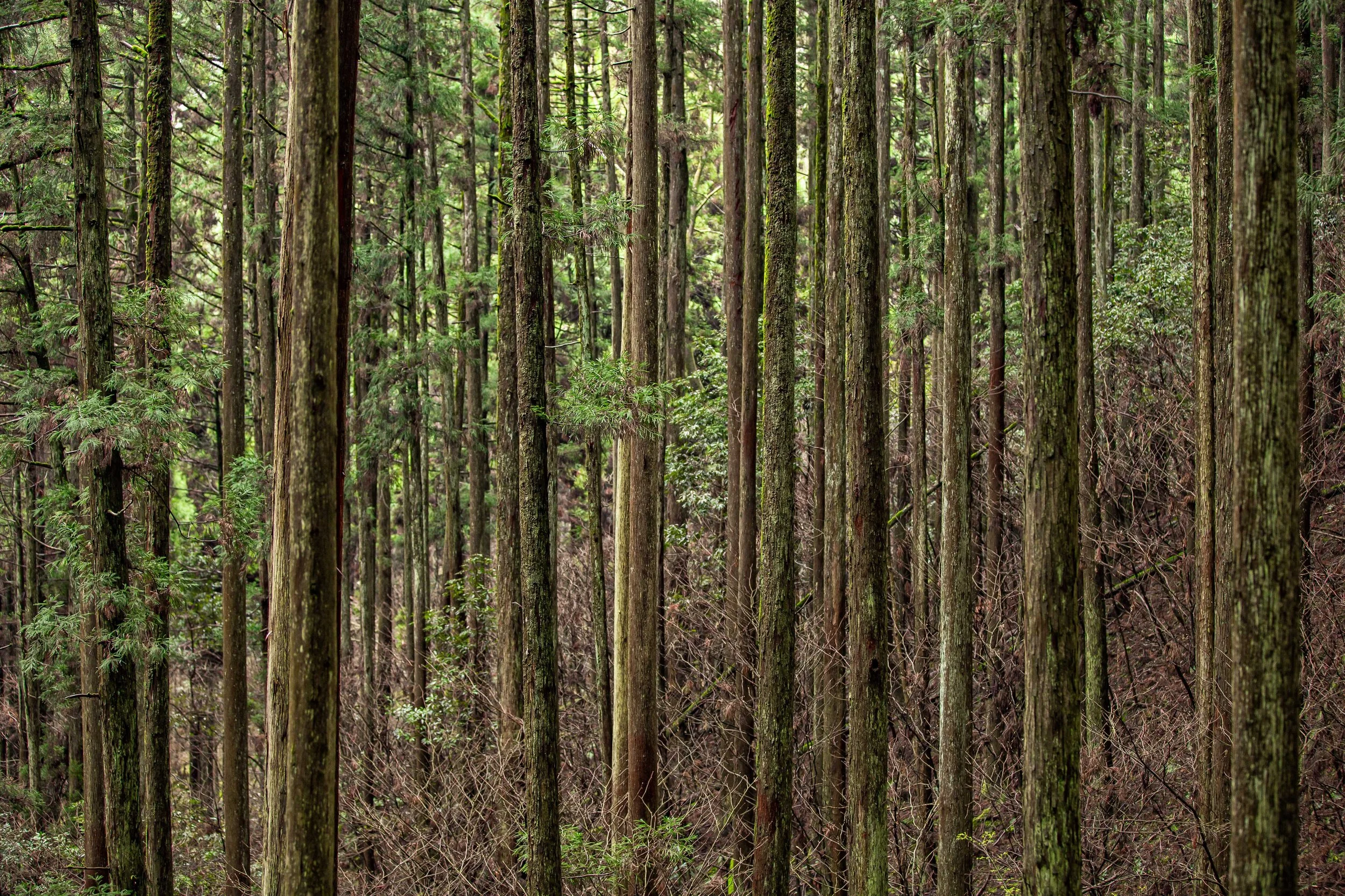 Kamishikimi Kumanoimasu Shrine (上色見熊野座神社) — Josh Ellis Photography