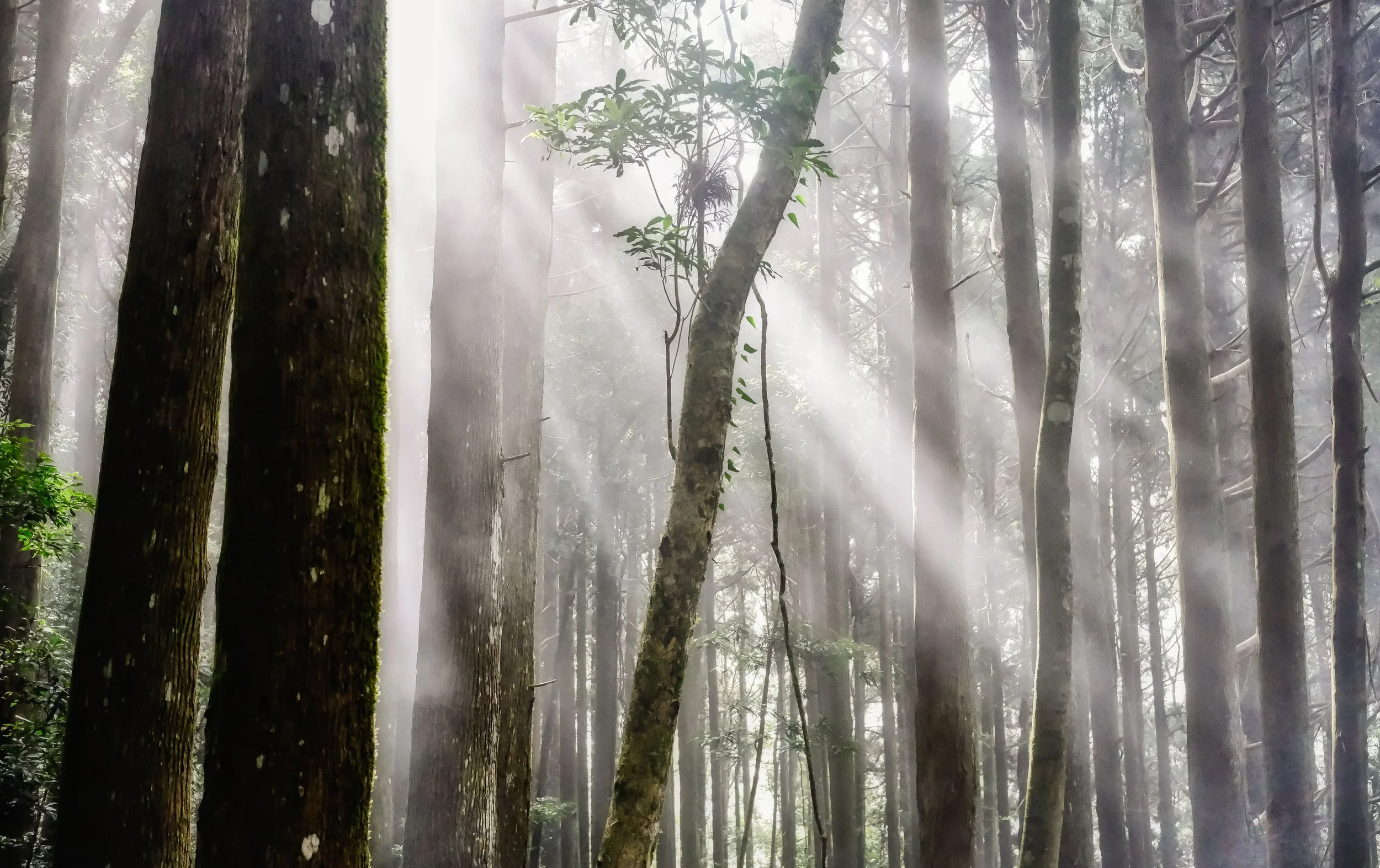 Jialishan (加里山) — Josh Ellis Photography