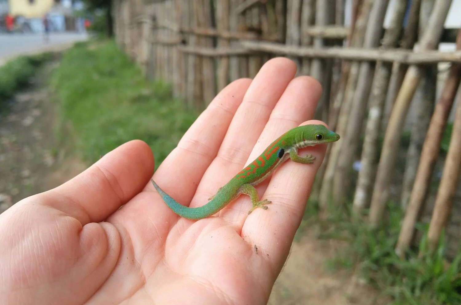 Peacock Day Gecko Size