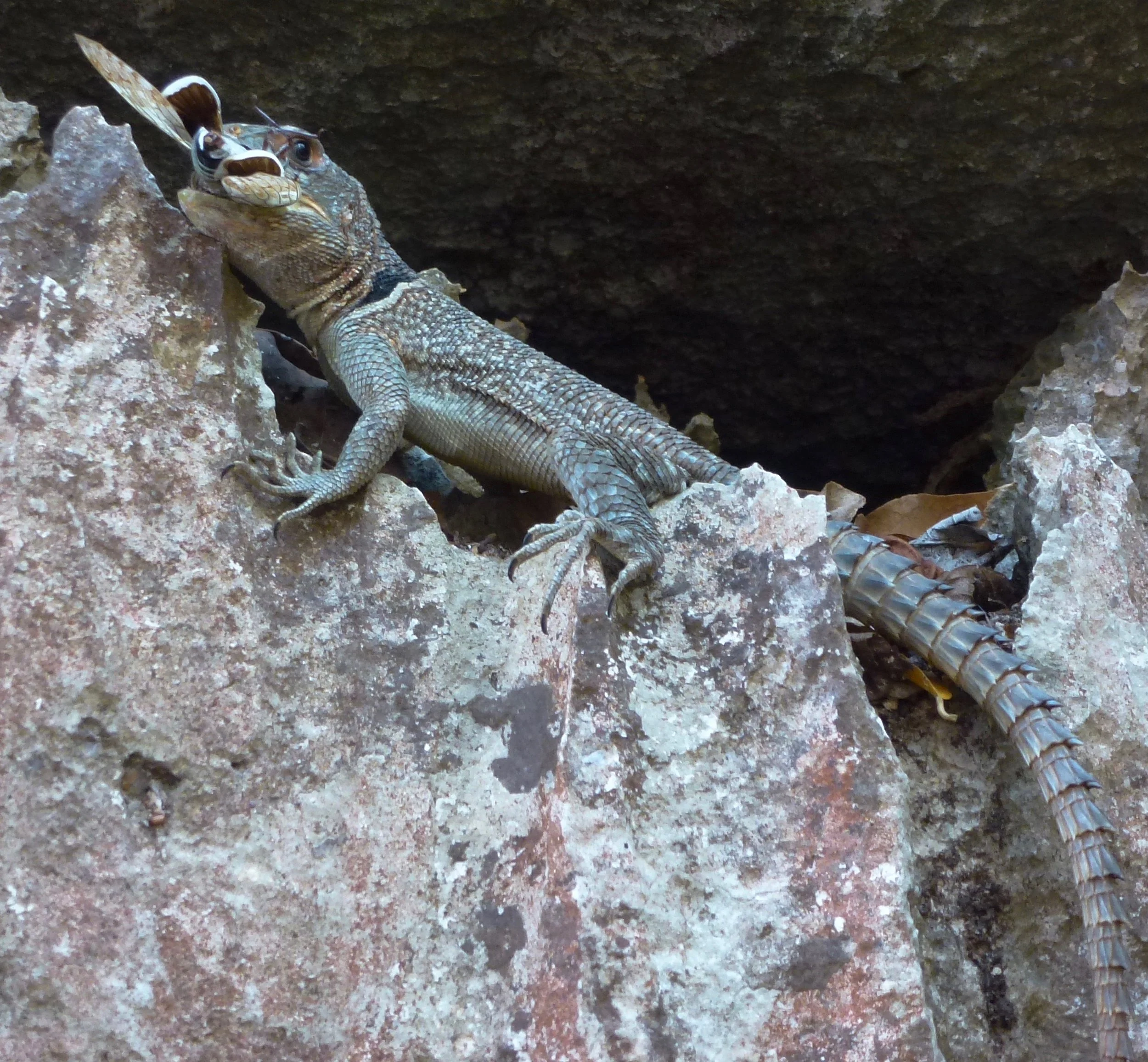 Tsingy De Bemaraha Animals