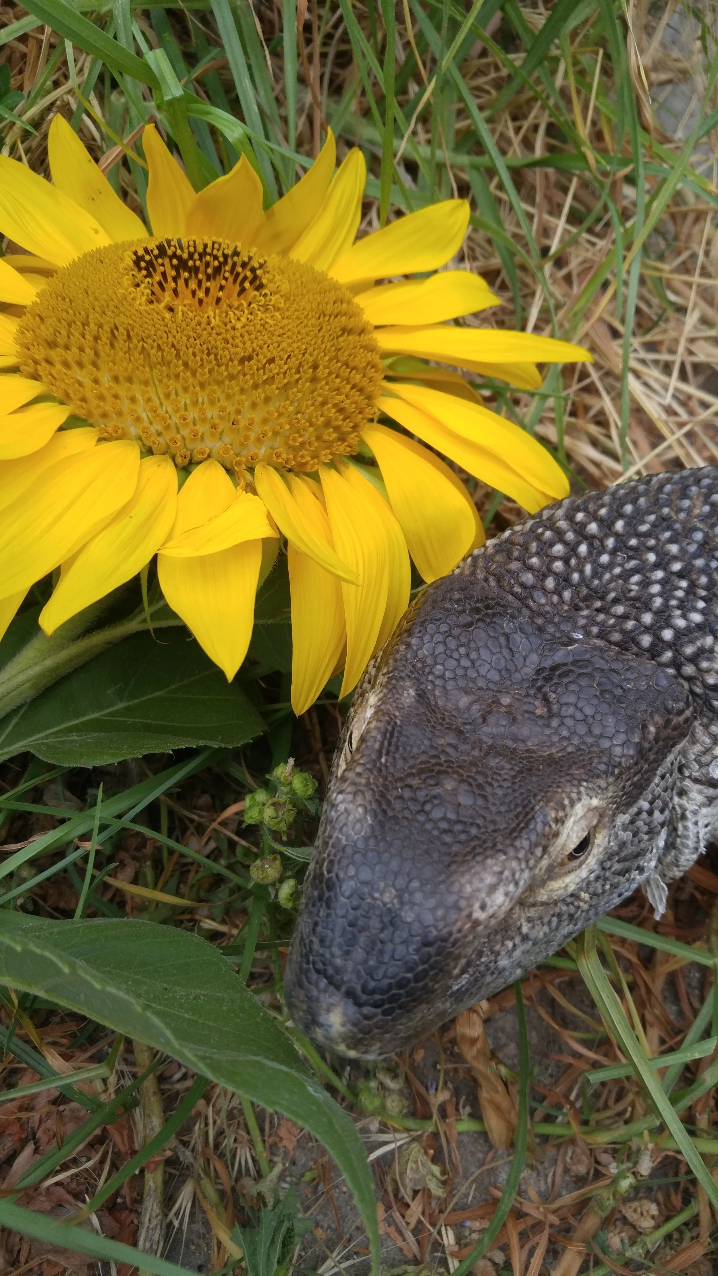 Puerto Rican Lizard Monitor