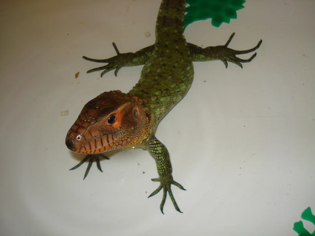 Baby Caiman Lizard
