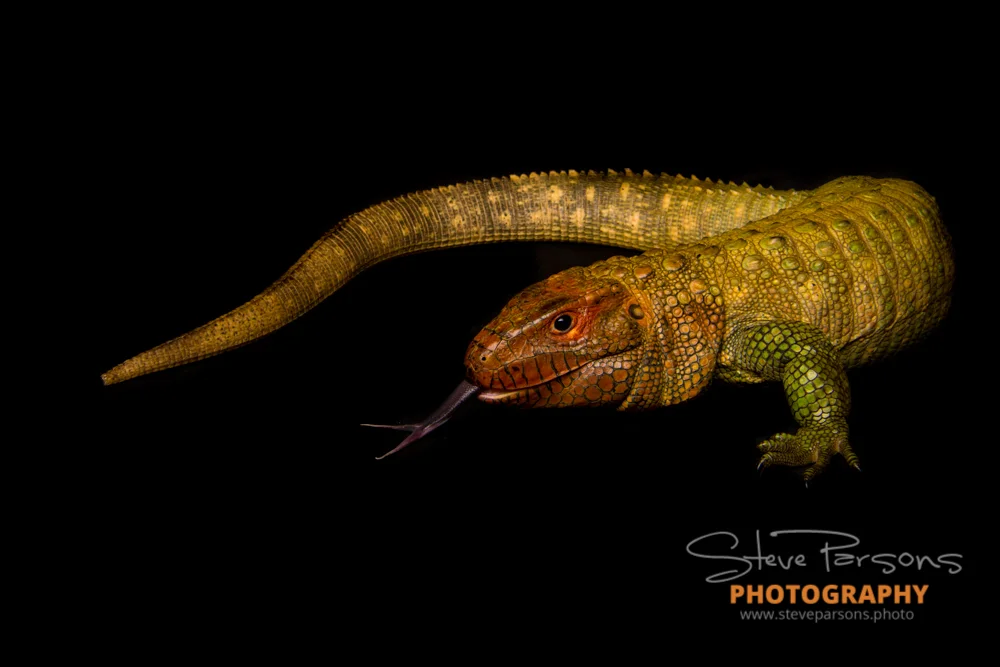 Caiman Lizard Baby
