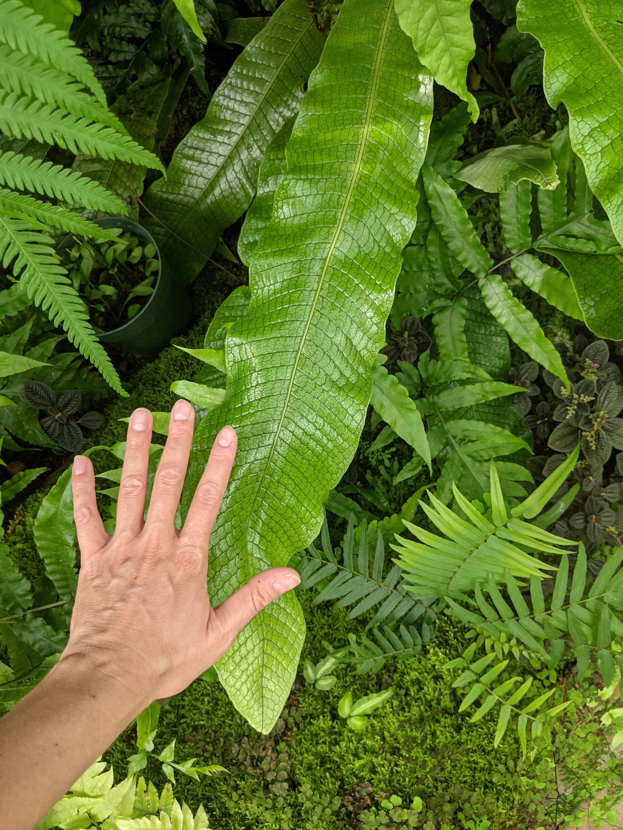Plants Home & Living Ferns, Grasses & Bamboo Crocodile Fern etna.com.pe