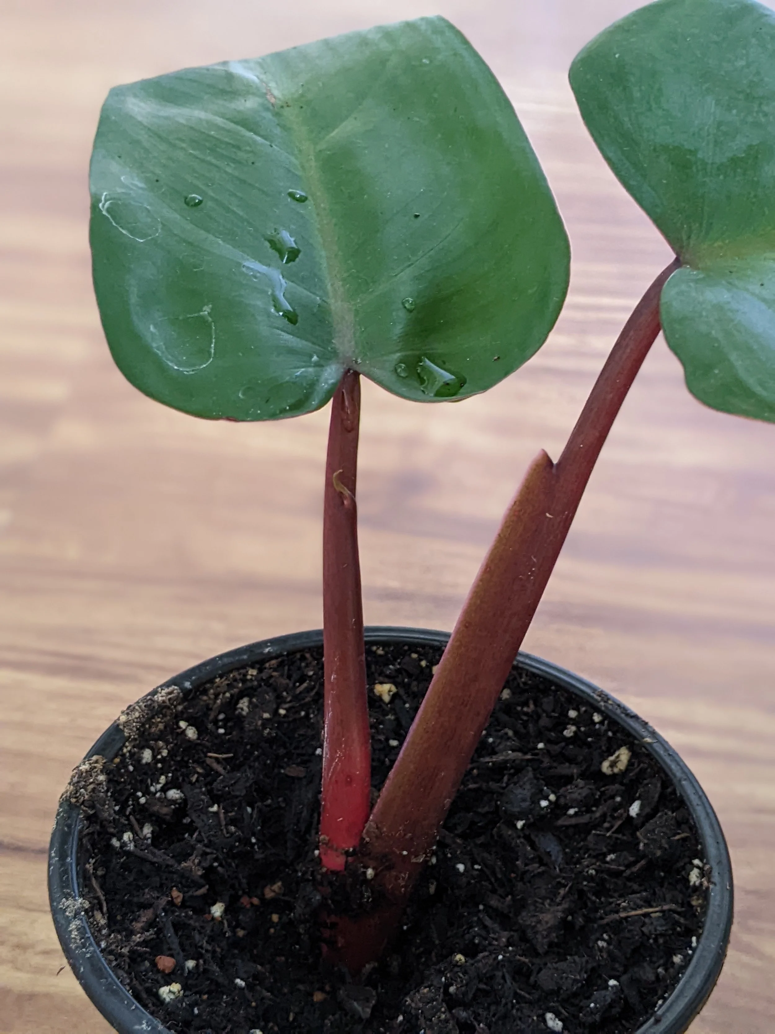 Philodendron Erubescens