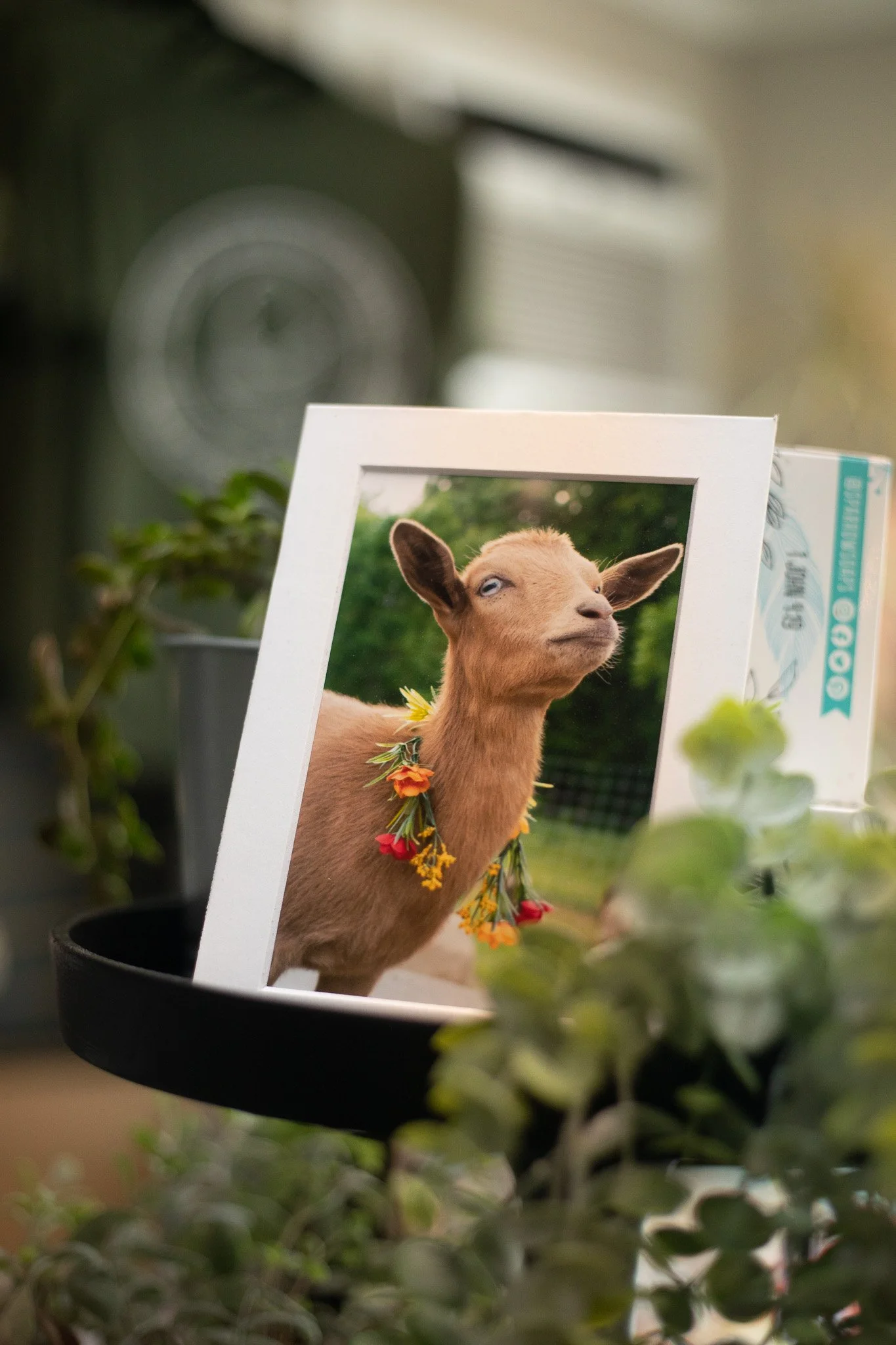 Our New Storefront — Sparrow Soaps - Handmade Goat Milk Soap