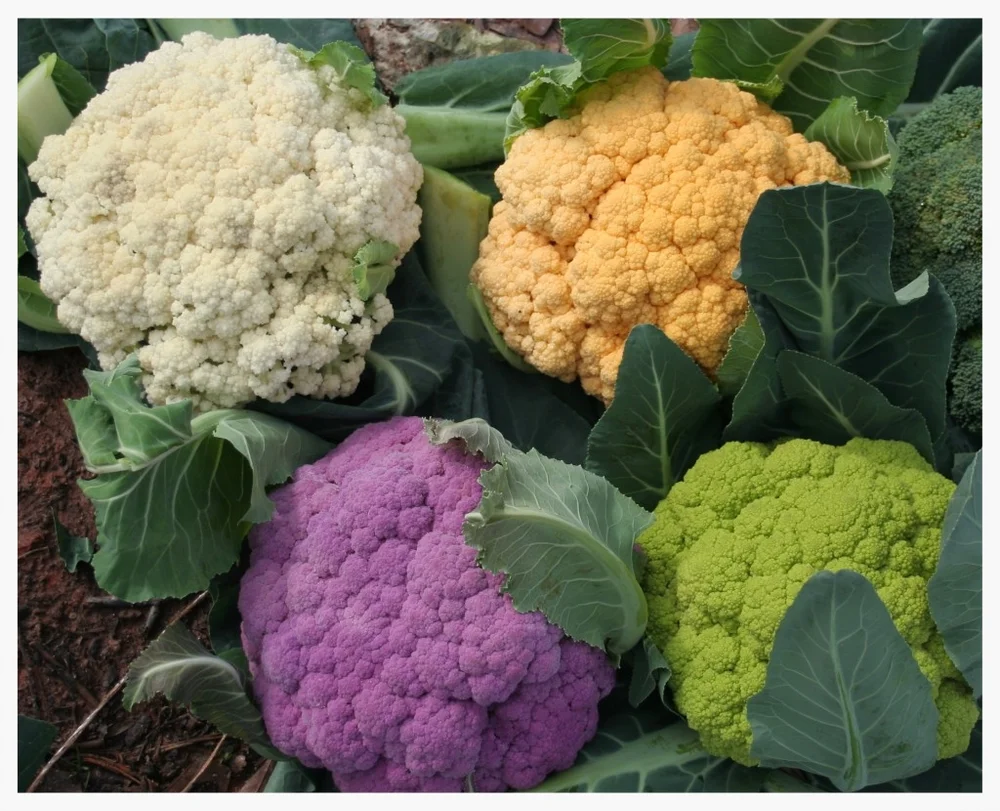 GULPEA (GULPI)|AFGHAN CAULIFLOWER CURRY — Blog | Afghan Culture Unveiled