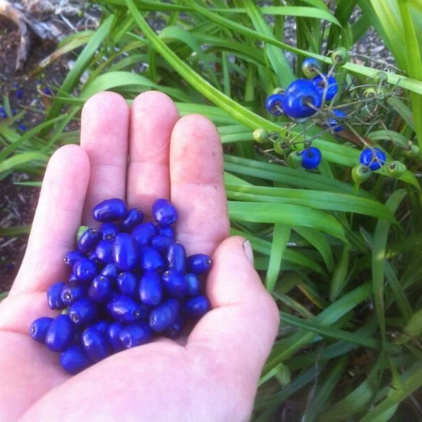 Wild Edibles — Wild Plants, Foraging, Food, Art and Culture