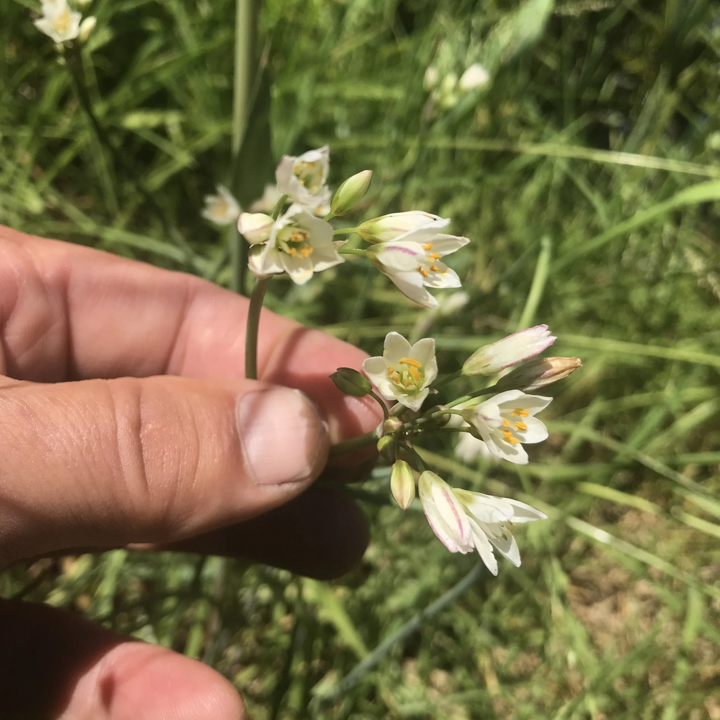 How to identify, harvest and cook three corner garlic in Australia ...