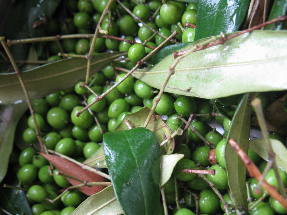 In season now: african olives — Wild Plants, Foraging, Food, Art and ...