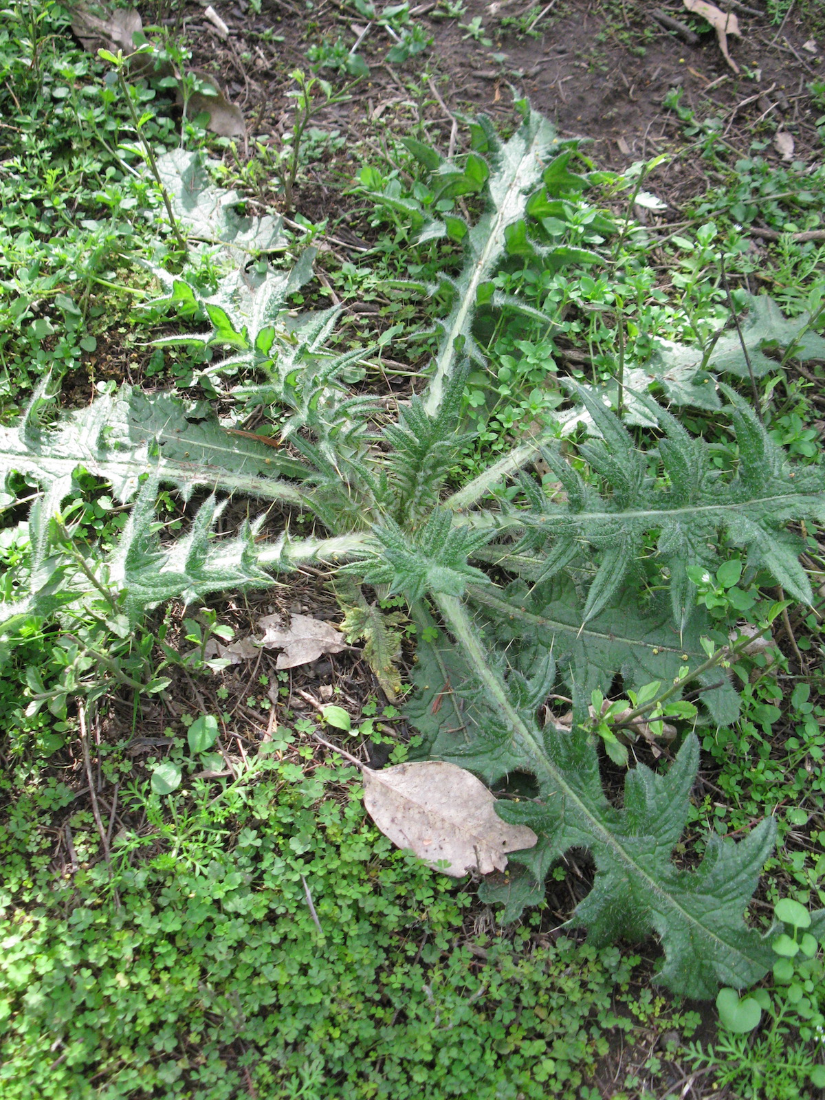 In season now: scotch thistle — Wild Plants, Foraging, Food, Art and ...