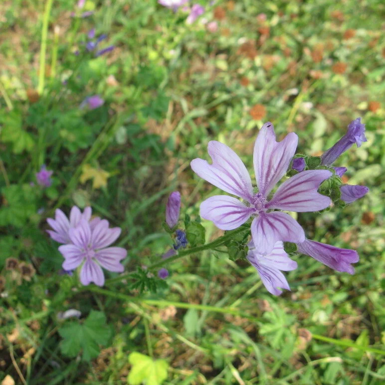 on mellow mallow and why you should know about this edible weed — Wild ...