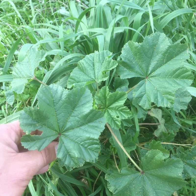 on mellow mallow and why you should know about this edible weed — Wild ...