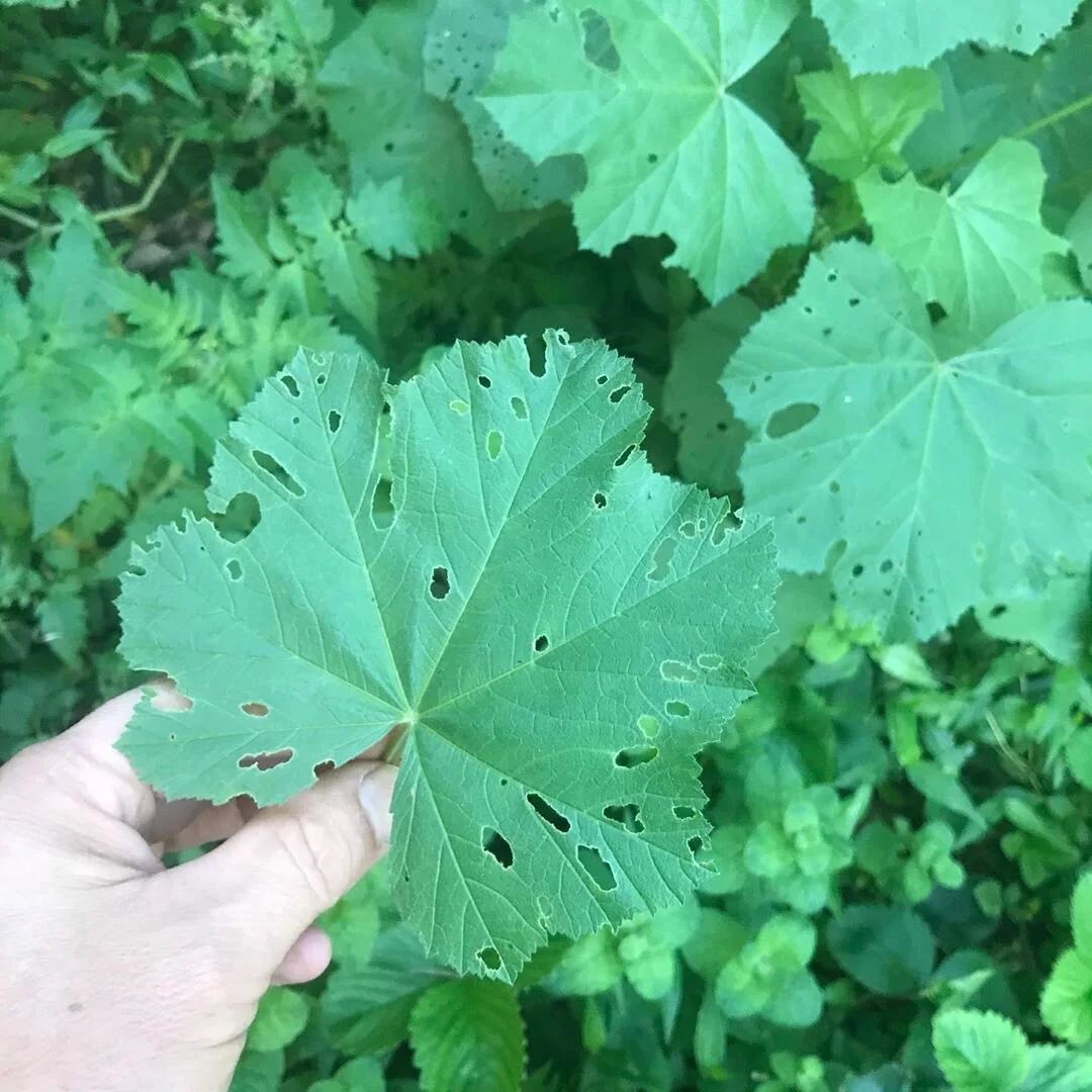 on mellow mallow and why you should know about this edible weed — Wild ...