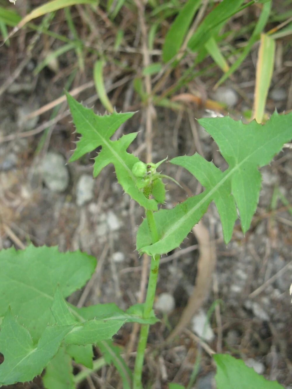 How to identify and use sowthistle, the perfect edible weed. — Wild ...