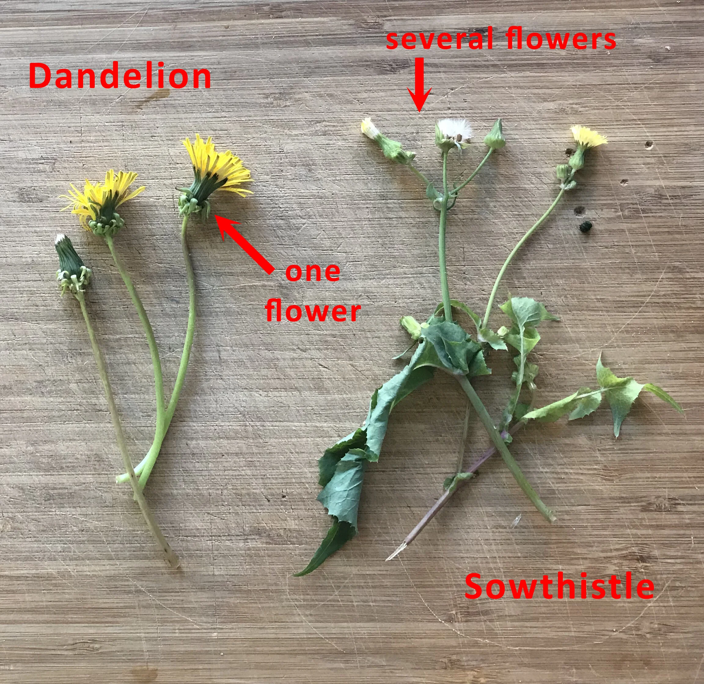 How to identify and use sow thistle, the perfect edible weed — Wild ...