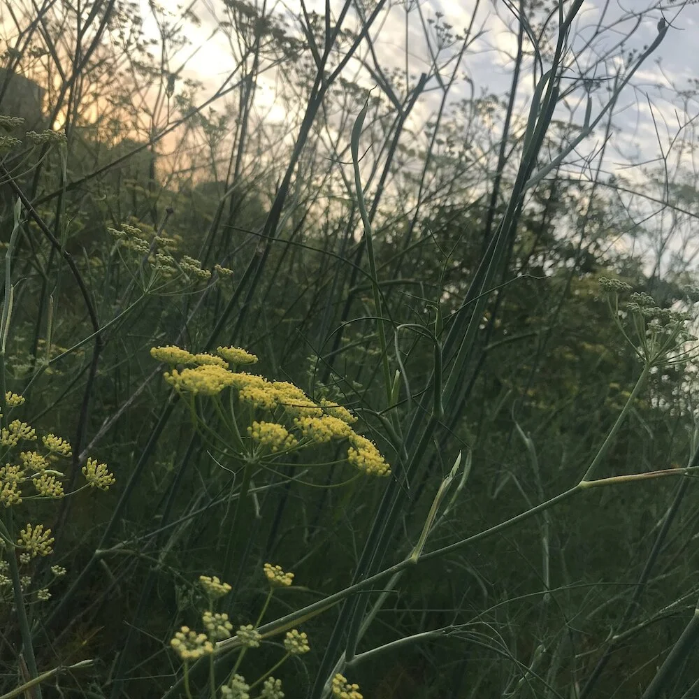 Fantastic fennel fields forevermore — Wild Plants, Foraging, Food, Art ...