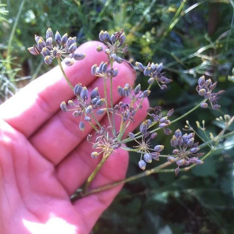 Fantastic fennel fields forevermore — Wild Plants, Foraging, Food, Art ...