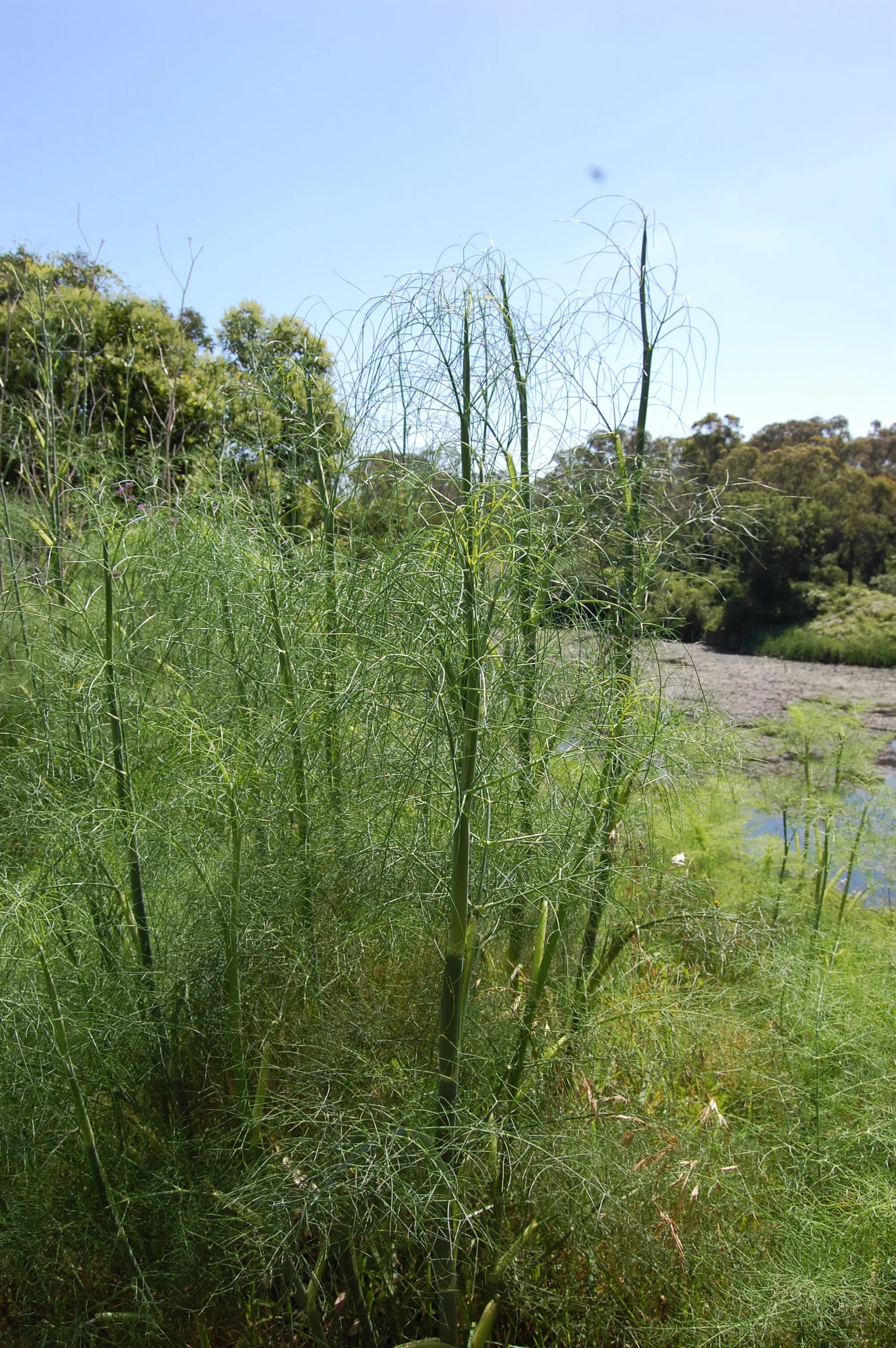 Fantastic fennel fields forevermore — Wild Plants, Foraging, Food, Art ...