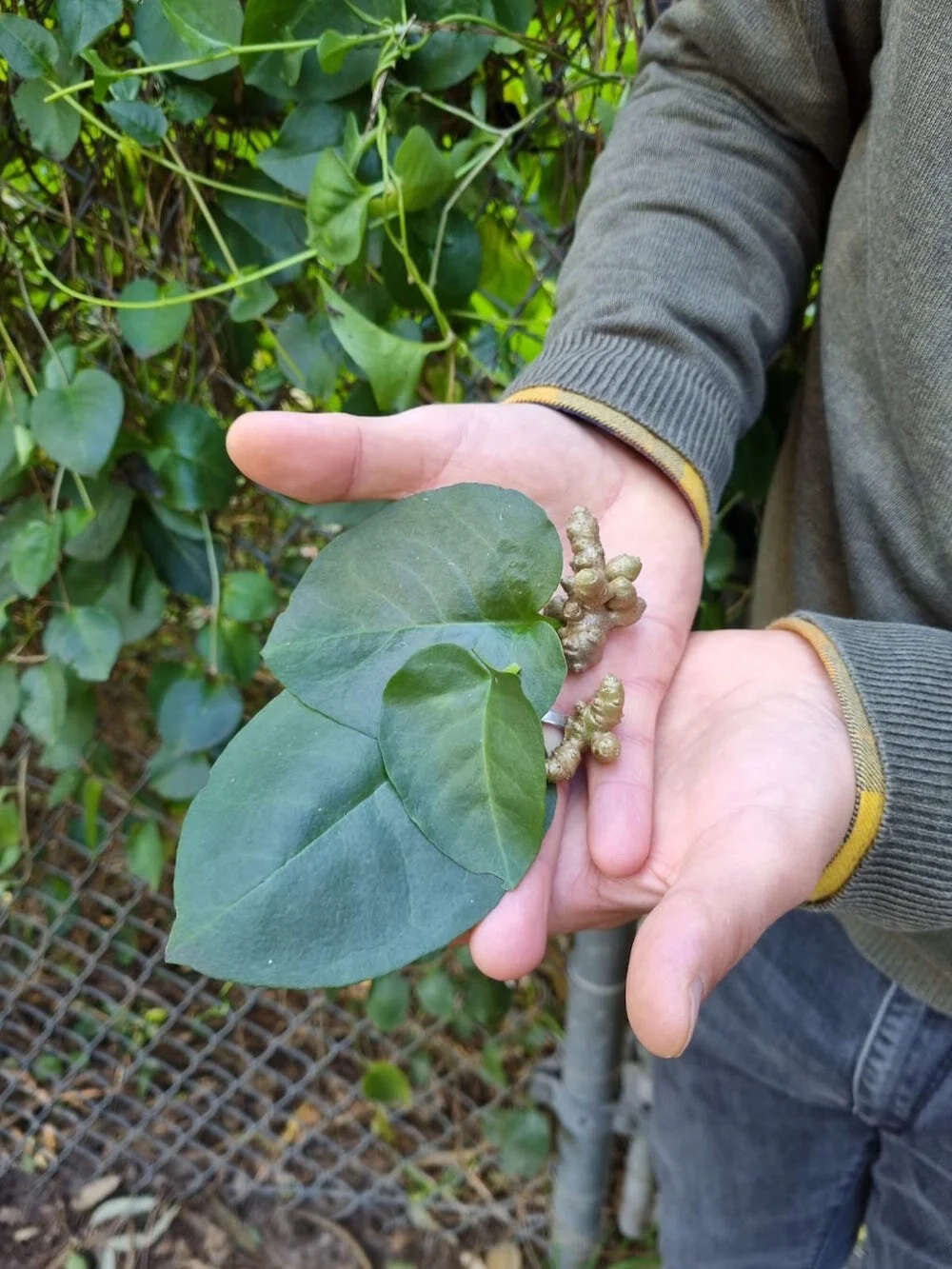 How yummy is this weed? Madeira vine, the edible menace — Wild Plants ...