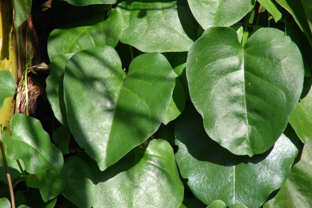 How yummy is this weed? Madeira vine, the edible menace — Wild Plants ...
