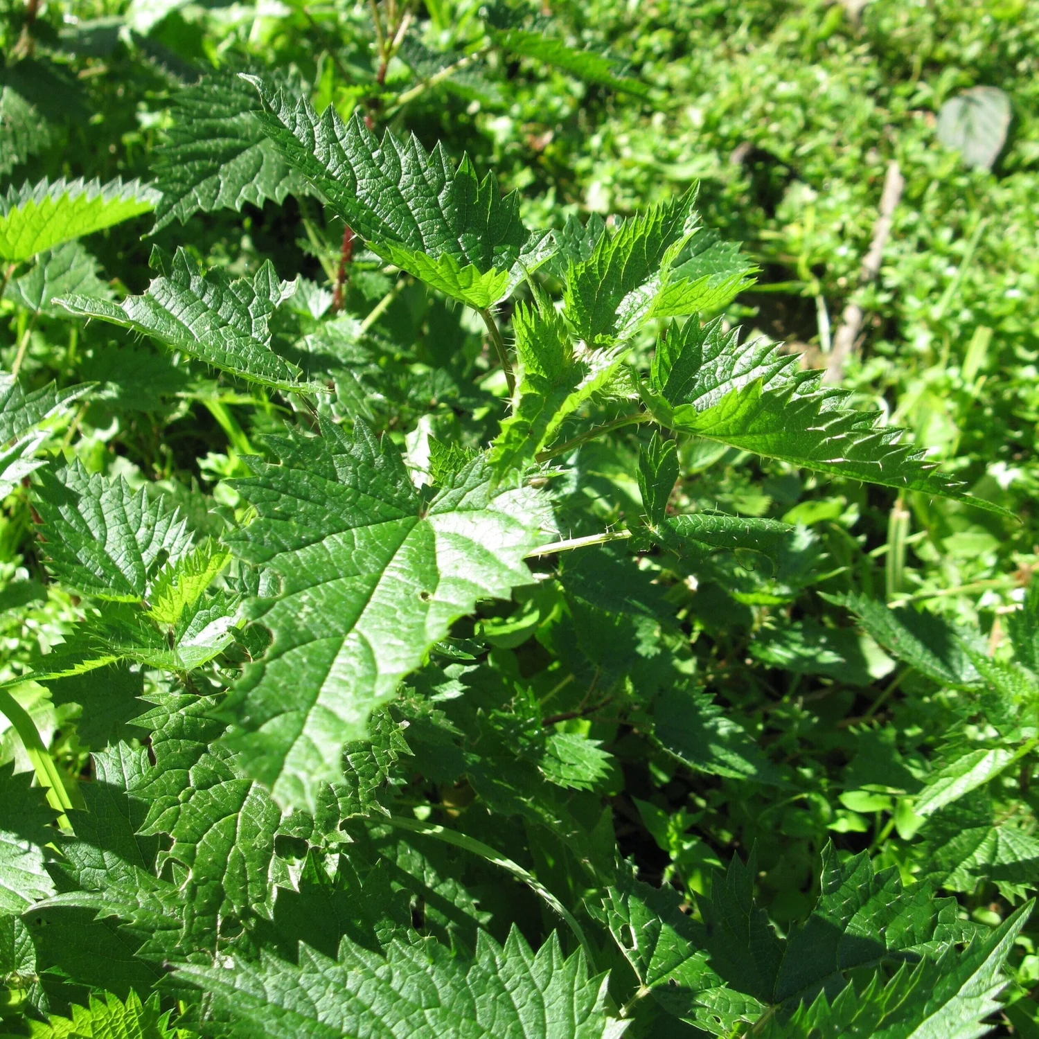 Nettle: versatile plant and delicious ingredient. — Wild Plants ...