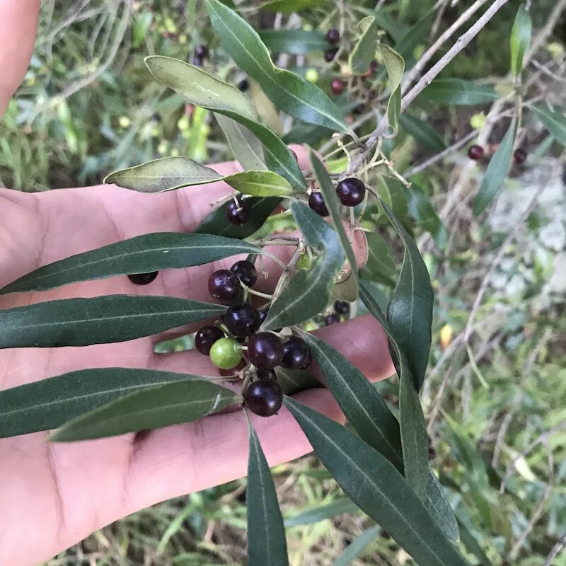 Wild Edibles — Wild Plants, Foraging, Food, Art and Culture