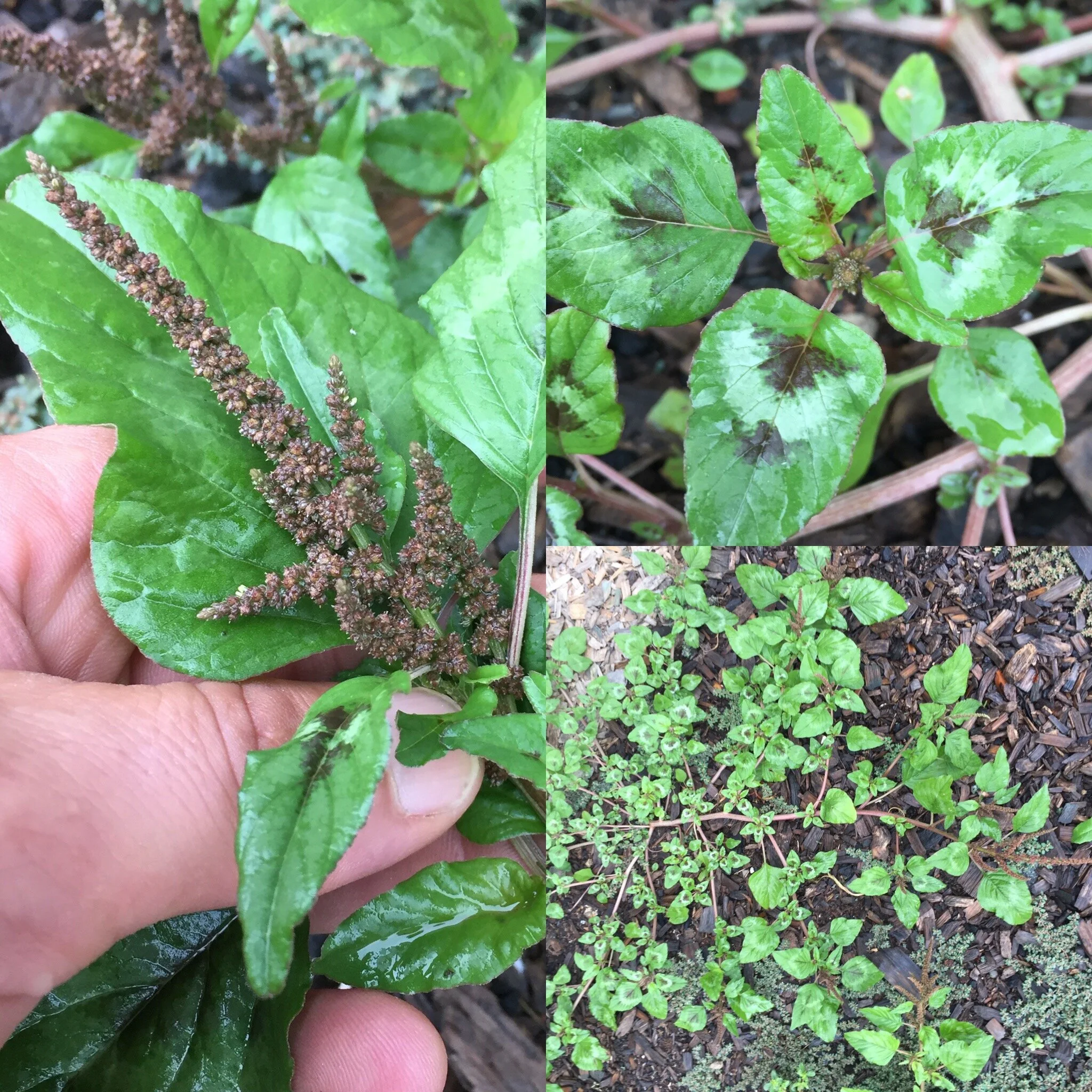 Wild Edibles — Wild Plants, Foraging, Food, Art and Culture