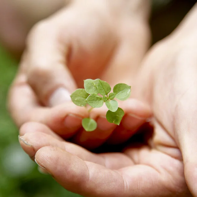 Wild Edibles — Wild Plants, Foraging, Food, Art and Culture