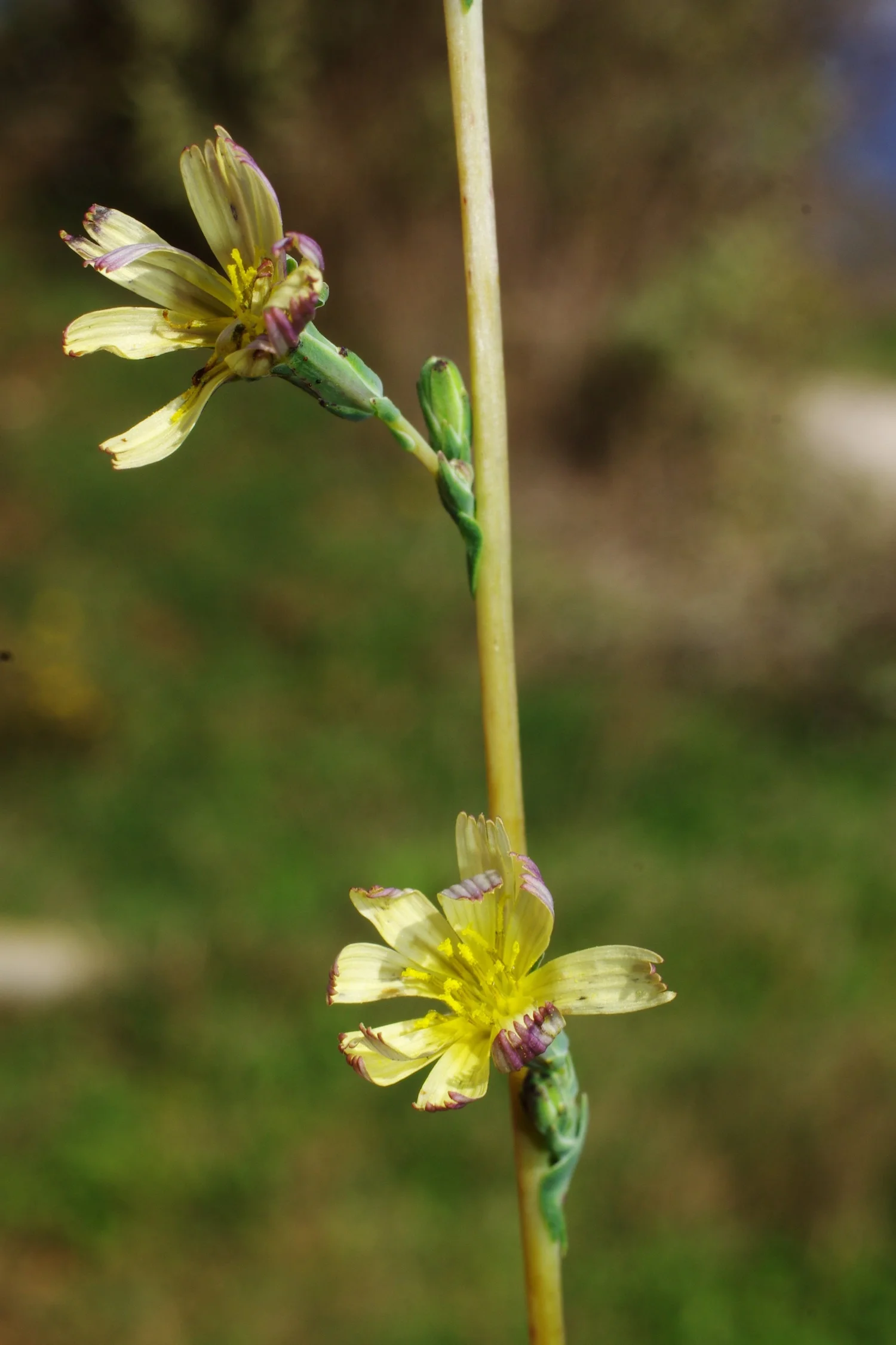 Wild lettuce as food and pain relief: how to identify it in your garden ...