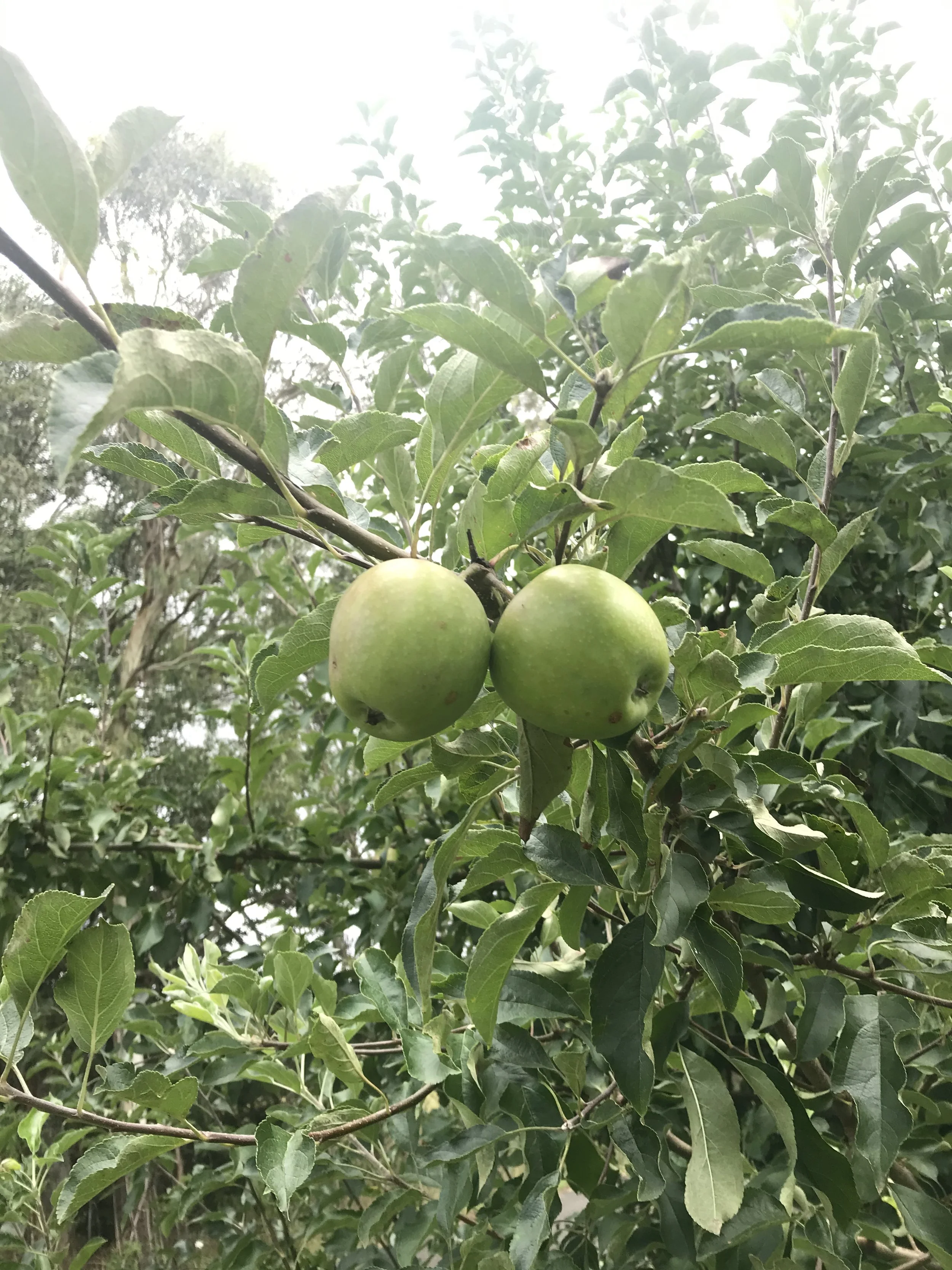A Feast of Feral Fruits! — Wild Plants, Foraging, Food, Art and Culture