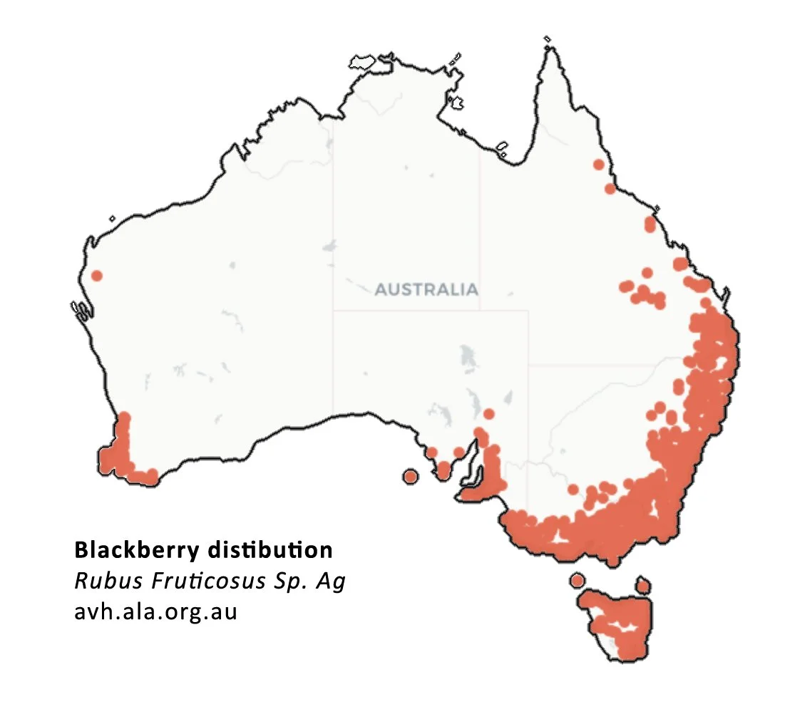 Blackberries in Australia- How to identify and where to forage the ...