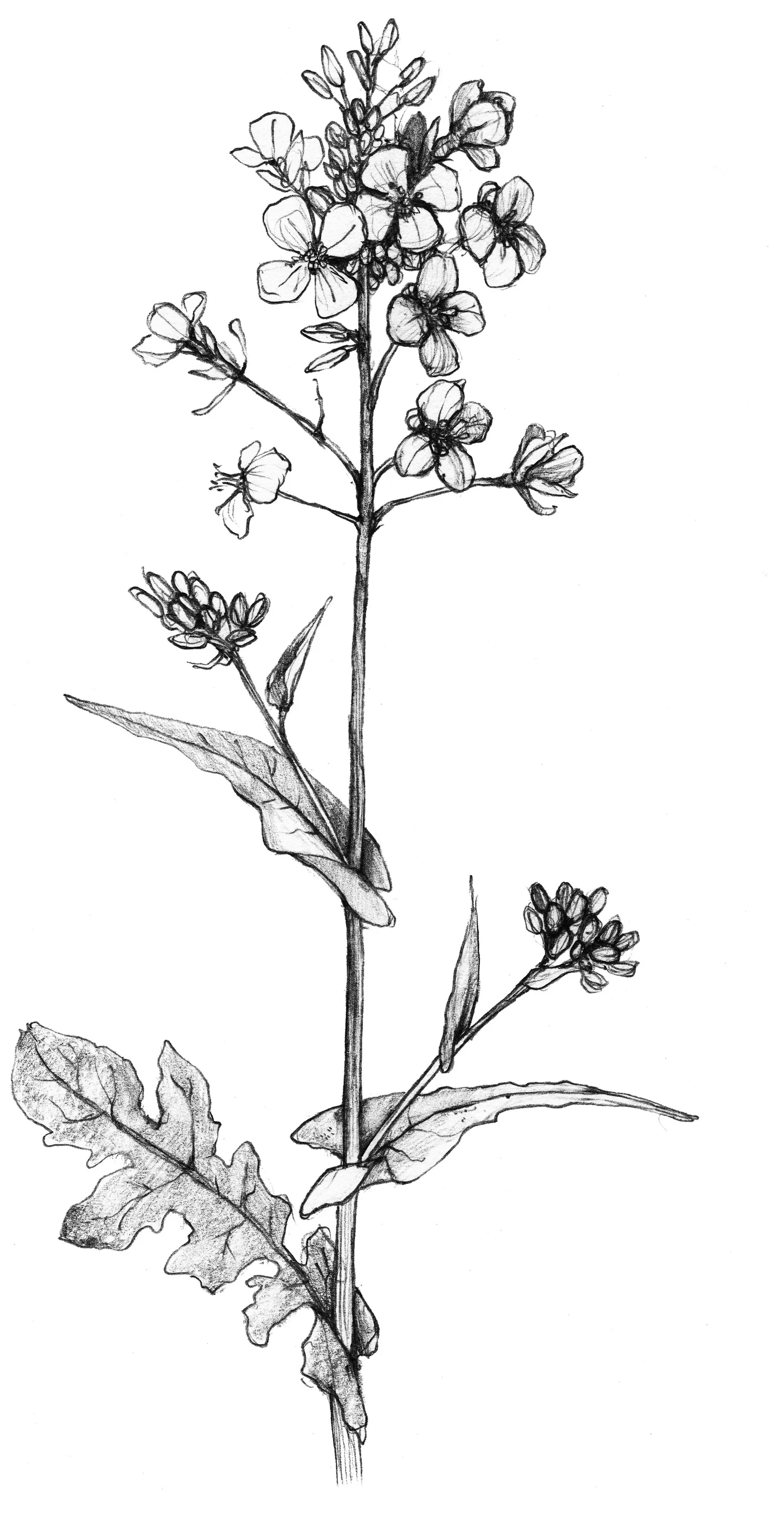 Wild about brassica- how to identify and eat wild turnip and wild ...