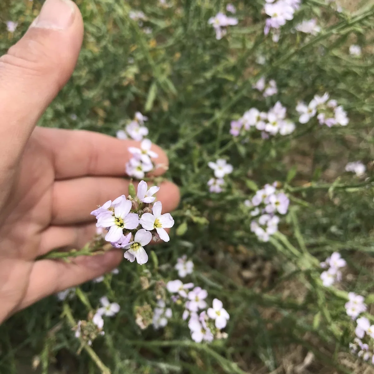 Wild about brassica- how to identify and eat wild turnip and wild ...