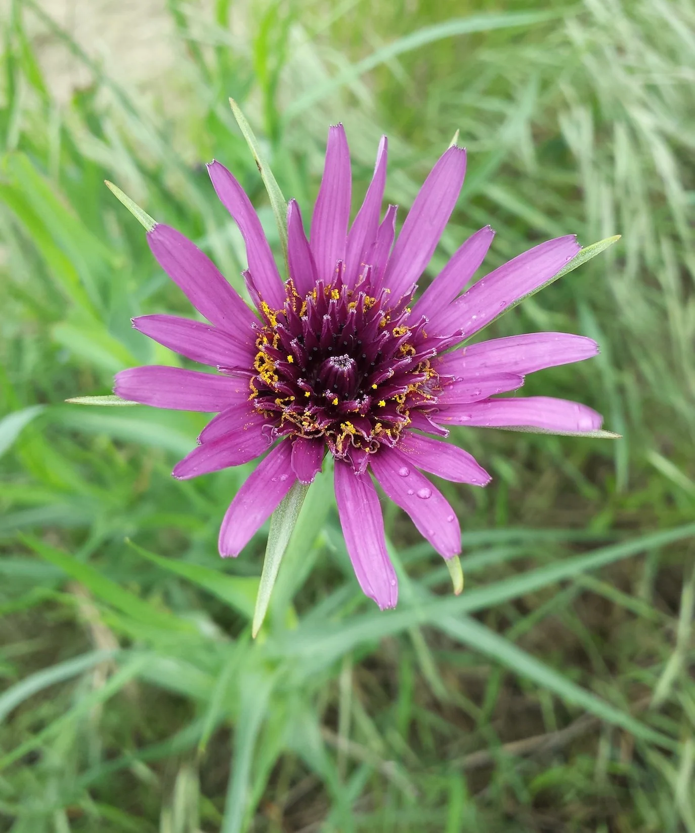 How to identify, harvest and eat Salsify. Oh My! — Wild Plants ...