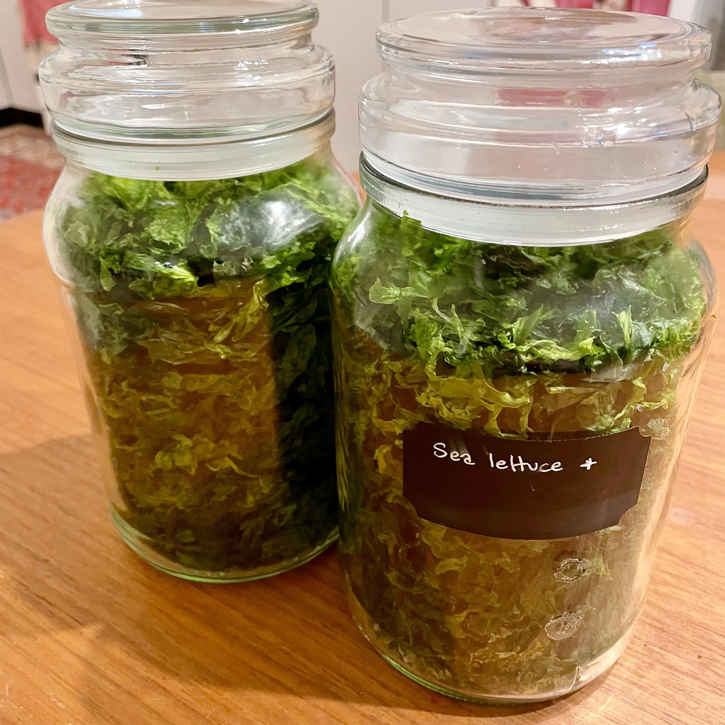 How to identify, harvest, cook and eat sea lettuce edible seaweed ...