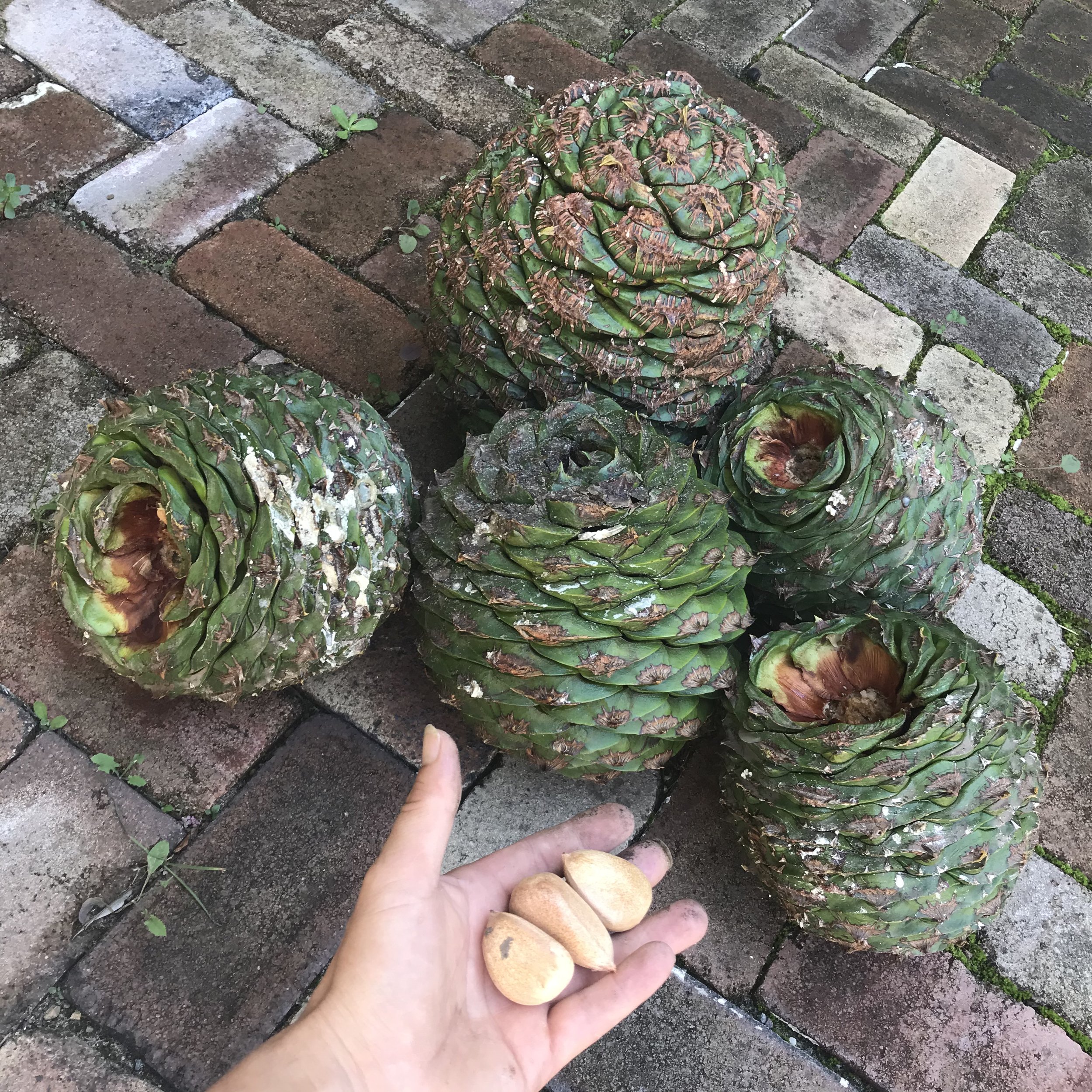 Wild Edibles — Wild Plants, Foraging, Food, Art and Culture