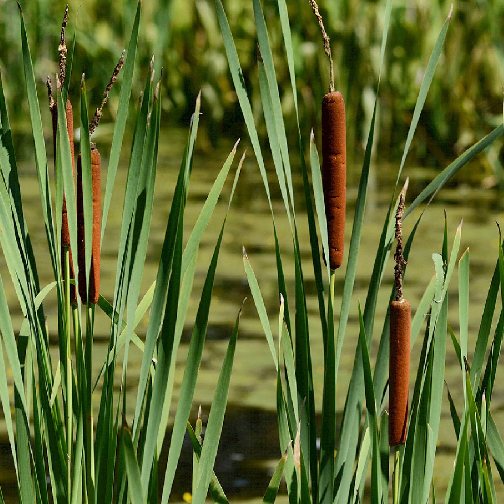 Wild Edibles — Wild Plants, Foraging, Food, Art and Culture