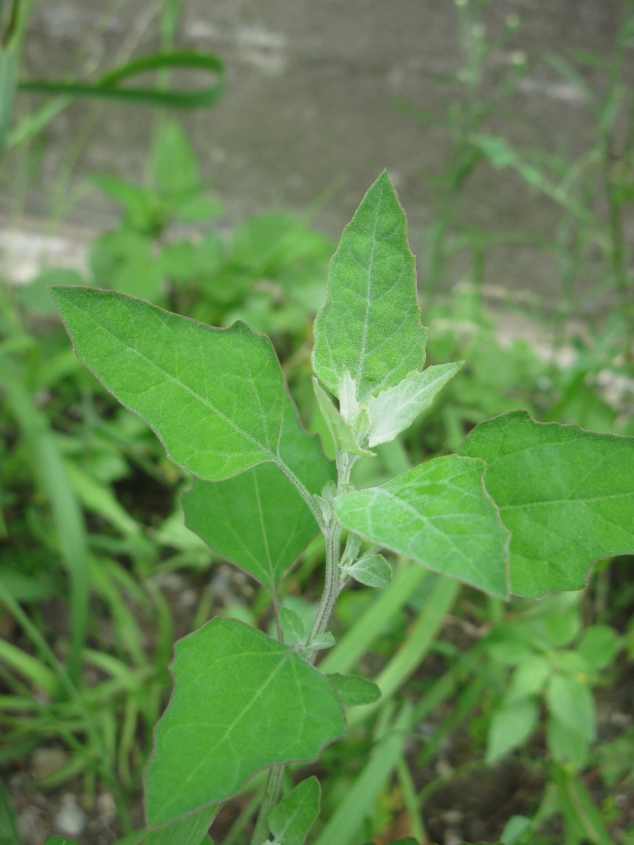 Fat Hen: How to forage it and safely add it to your recipes. — Wild ...