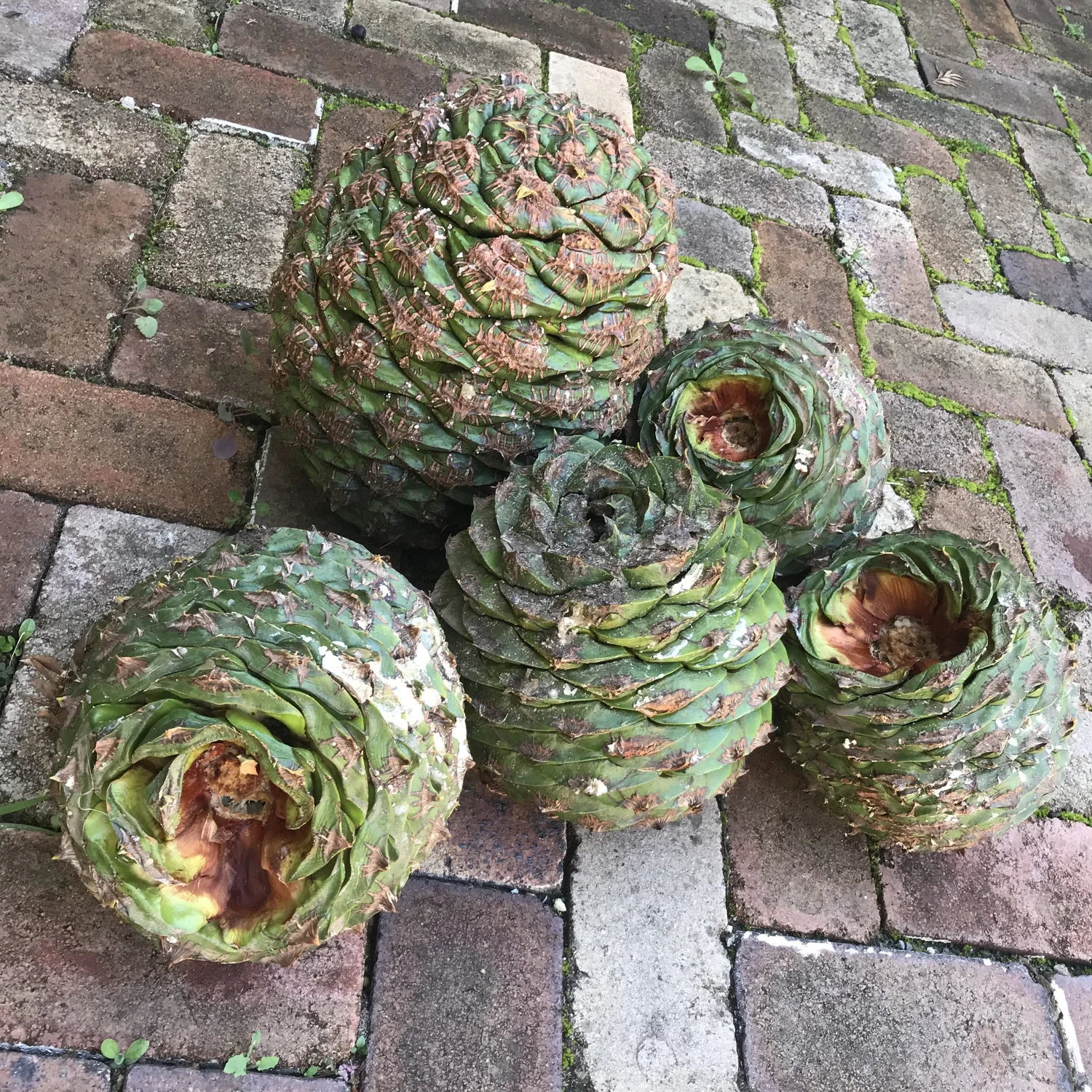 Beautiful bunyas — Wild Plants, Foraging, Food, Art and Culture