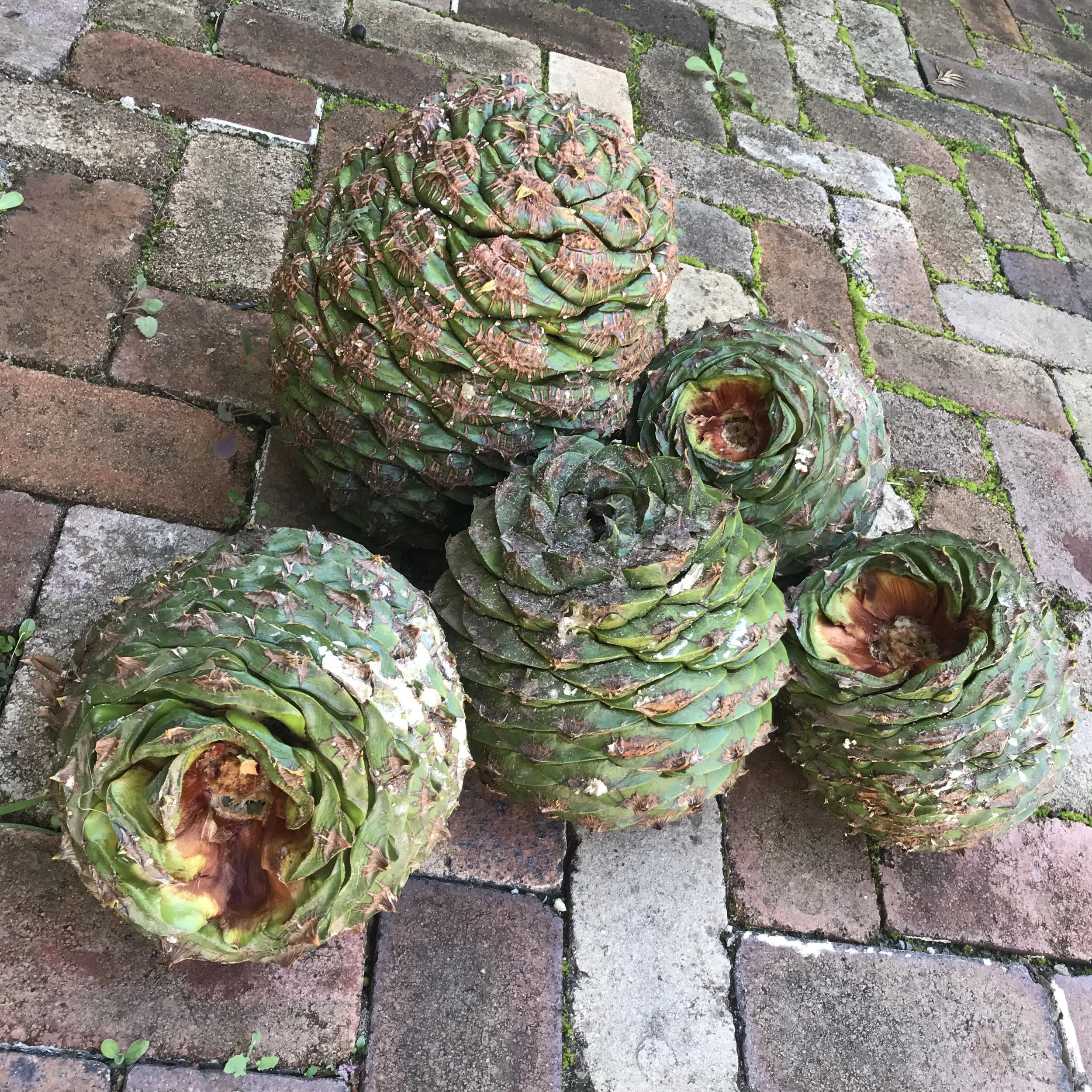Beautiful bunyas — Wild Plants, Foraging, Food, Art and Culture