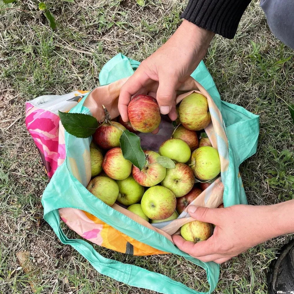 Wild Edibles — Wild Plants, Foraging, Food, Art and Culture