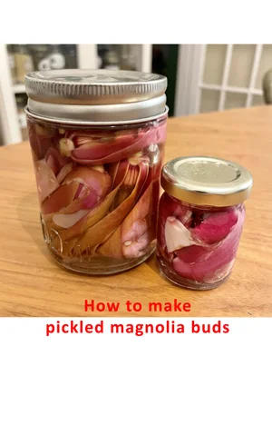 Learn how to identify, cook and eat magnolia flowers — Wild Plants ...