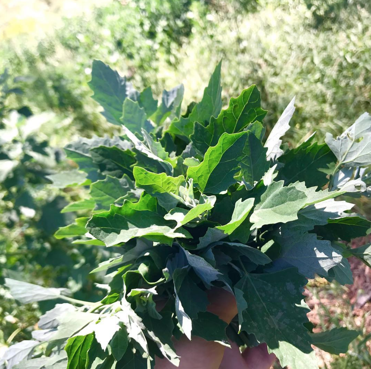 Fat Hen: How to forage it and safely add it to your recipes. — Wild ...