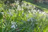 How to identify, harvest and cook three corner garlic in Australia ...