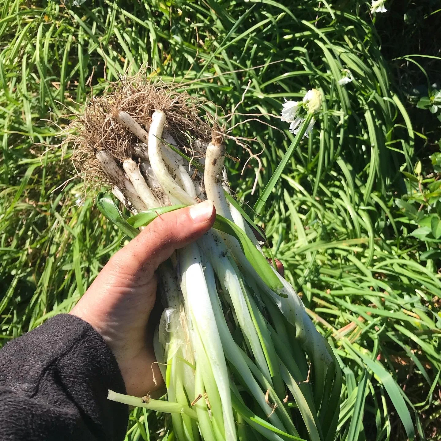 How to identify, harvest and cook three corner garlic in Australia ...