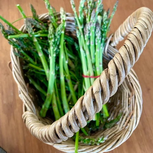learn how to forage for wild asparagus in Australia — Wild Plants ...